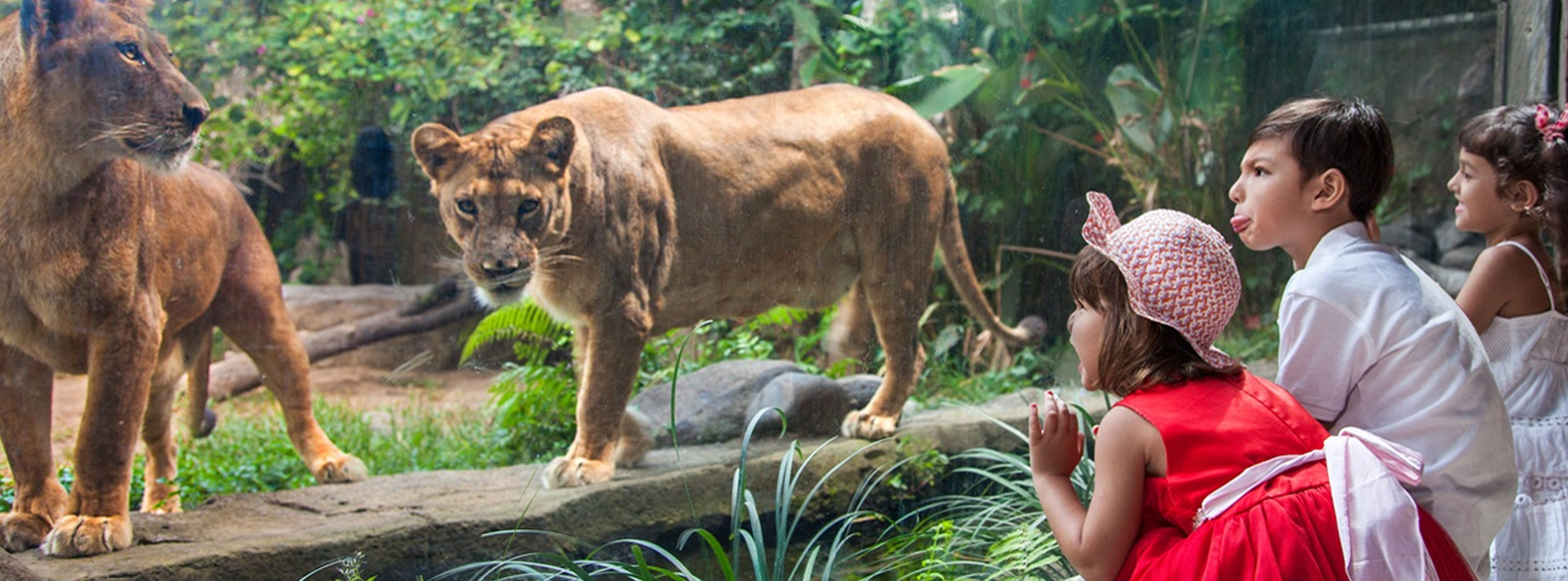 Bali Zoo: Wildlife Encounters & Night Safari Adventures